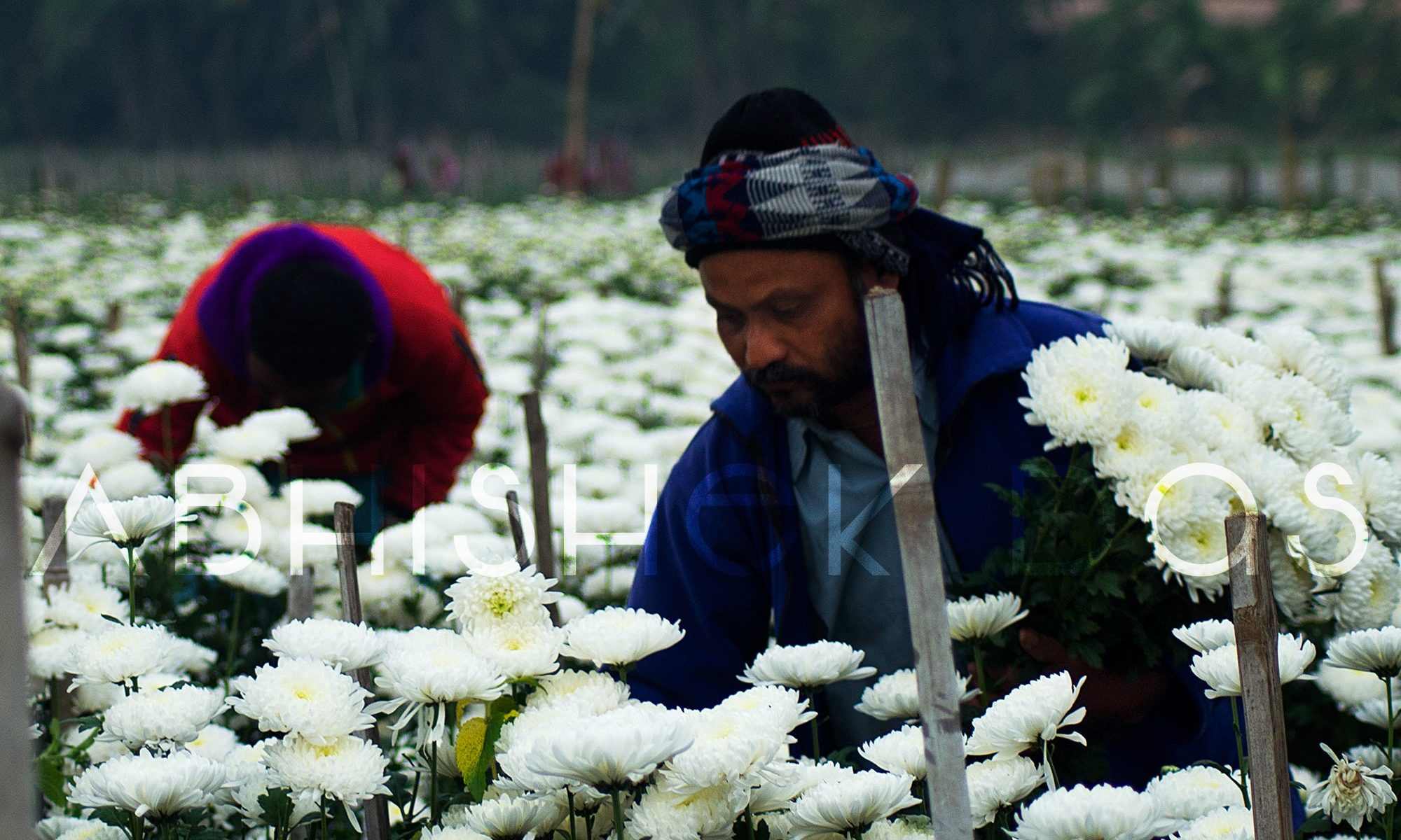 A Day in The Veil of Flowers "Khirai"