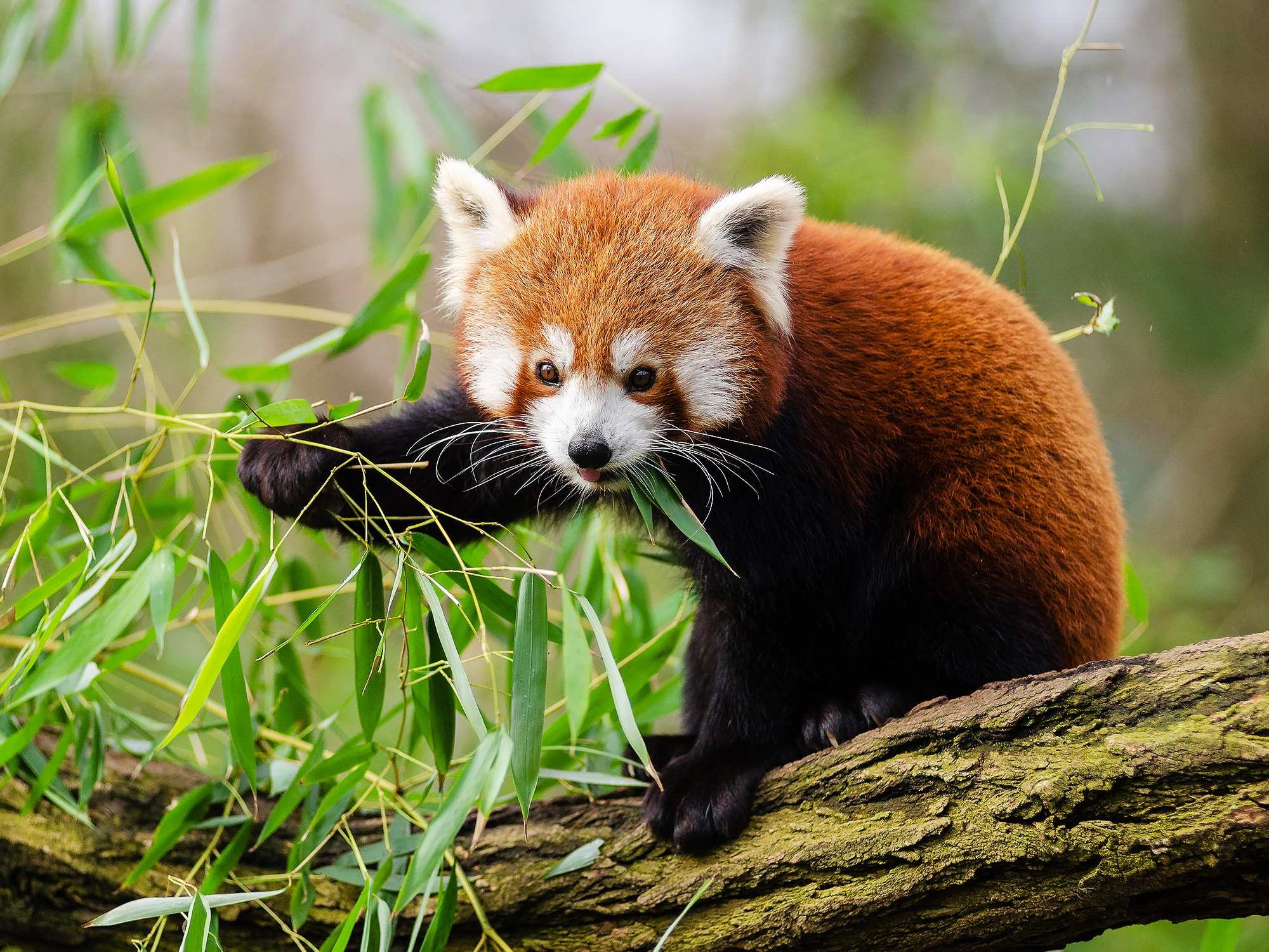 10 Best Offbeat Jungle Safaris of India | Feature Article | Solitary ...