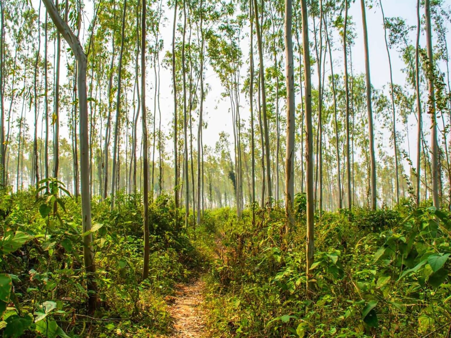 10 Offbeat Tourist Places in West Bengal | West Bengal | Solitary Traveller